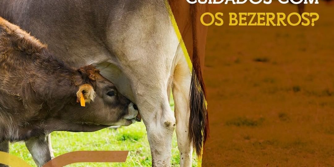 Bezerro: Quais são os principais cuidados? - Gold Farm
