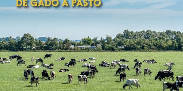 Gado a pasto: Dicas Goldfarm - Gold Farm Saúde Animal
